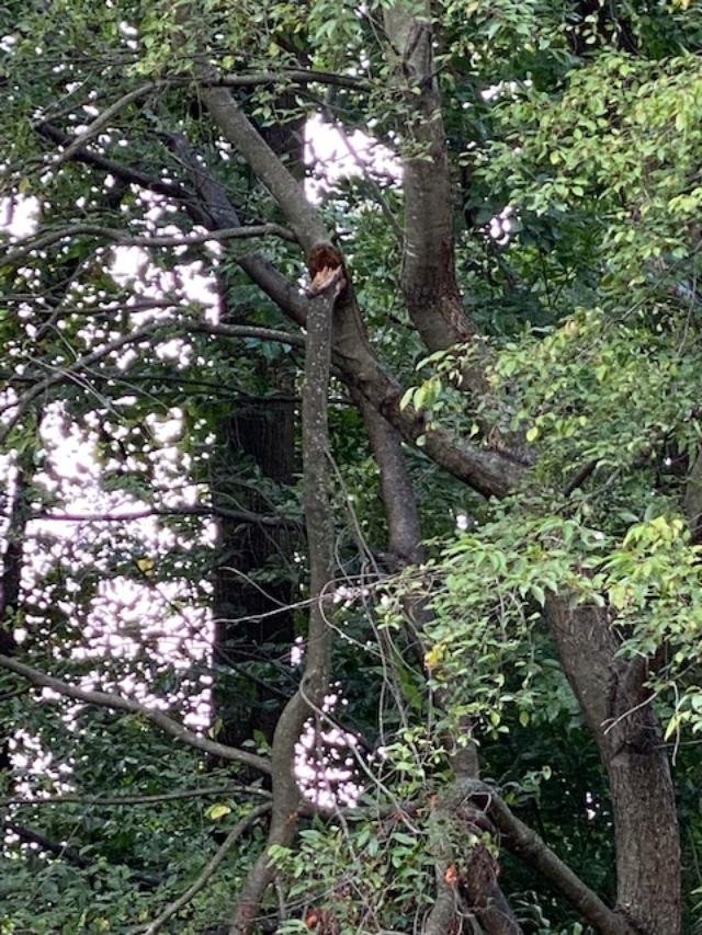 Solve Broken branch jigsaw puzzle online with 20 pieces