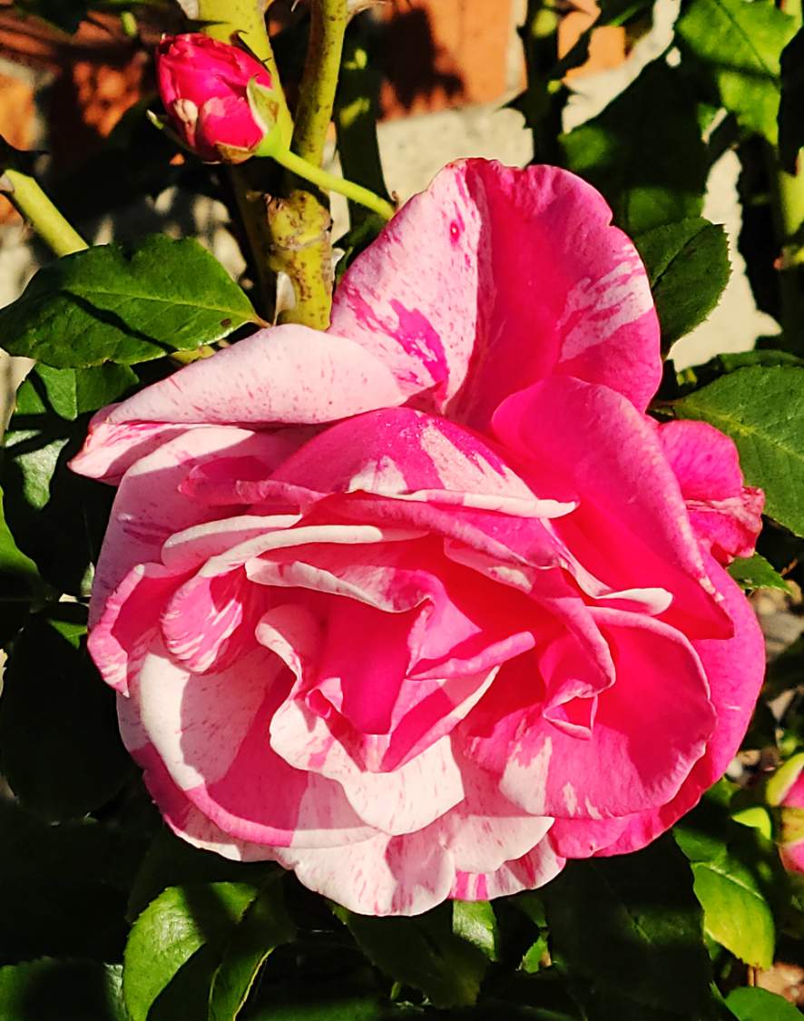 Solve Mottled Rose Blossom jigsaw puzzle online with 63 pieces