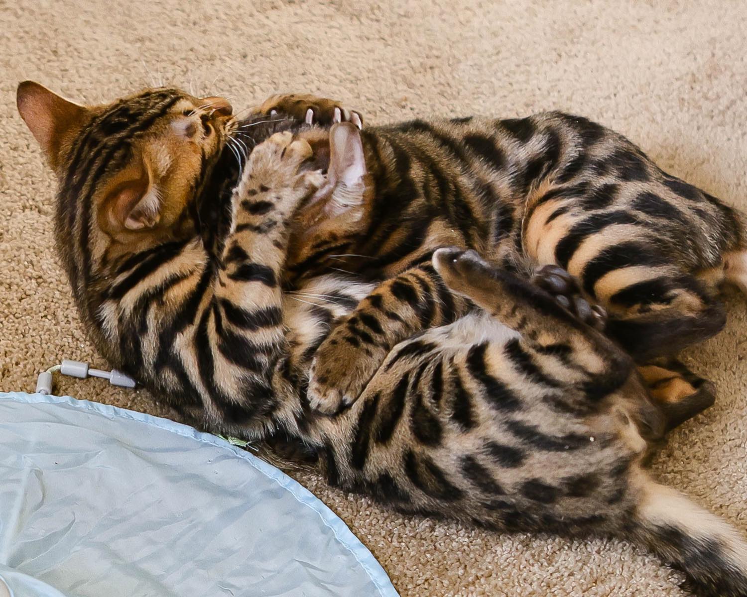 Solve Tangled Bengals #3 (The wrestlers) jigsaw puzzle online with 120 ...
