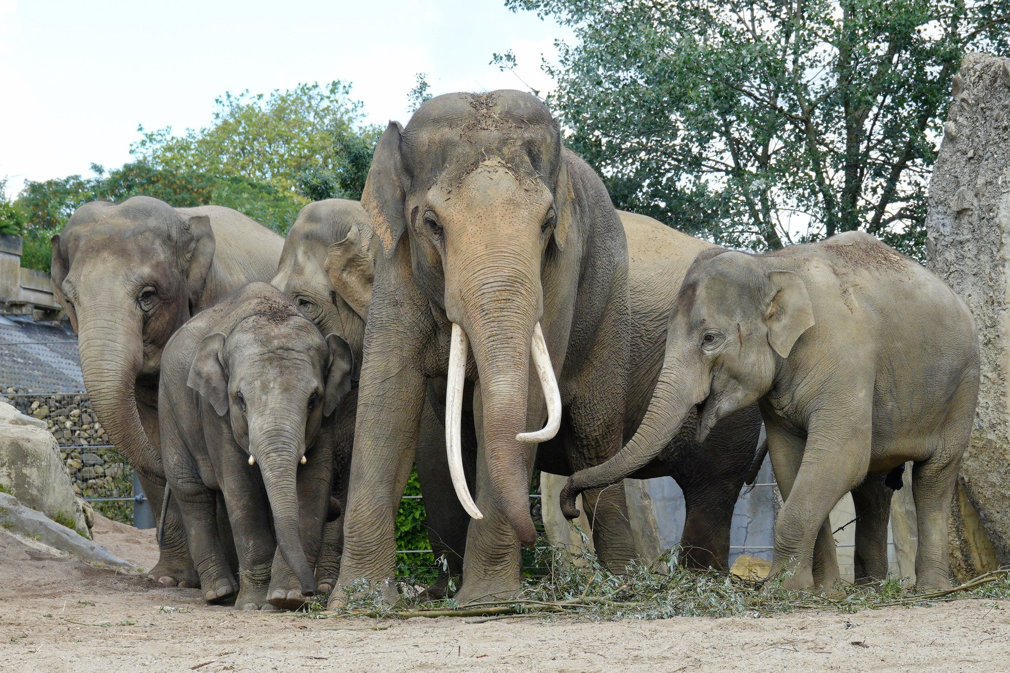 Solve 240609-11 Artis jigsaw puzzle online with 70 pieces