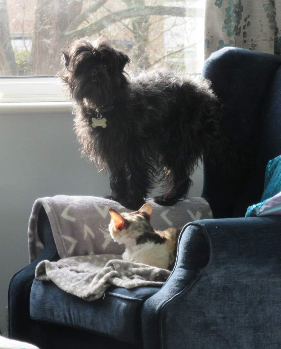 Solve sam and pandy jigsaw puzzle online with 63 pieces