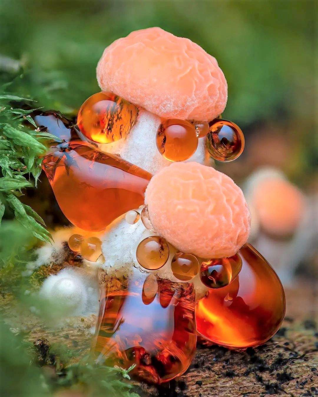 Solve Elusive wrinkled peach mushroom -Rhodotus palmatus jigsaw puzzle ...