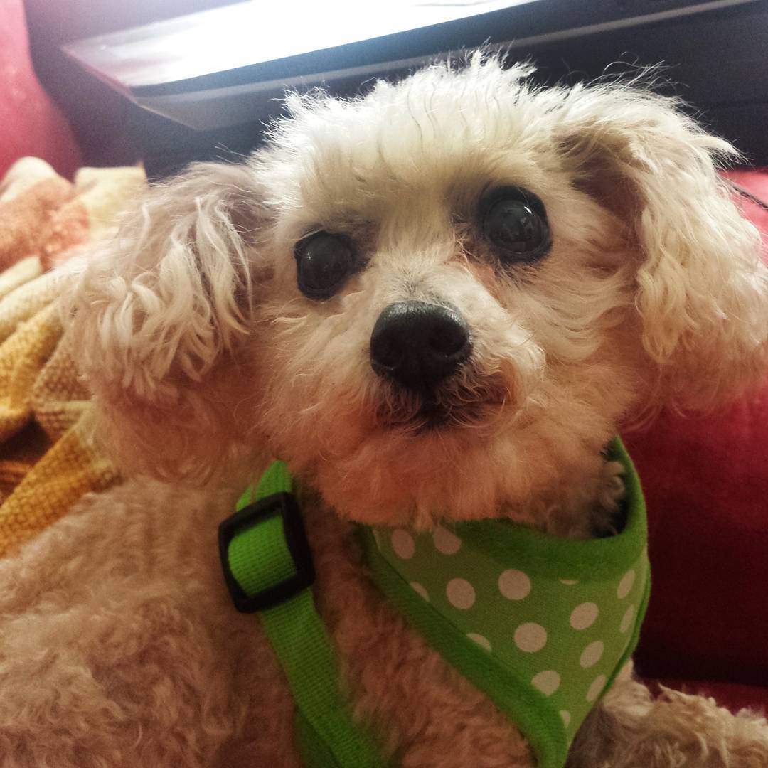 Solve PUMPKIN - MY BEAUTIFUL DOG - RIP jigsaw puzzle online with 64 pieces