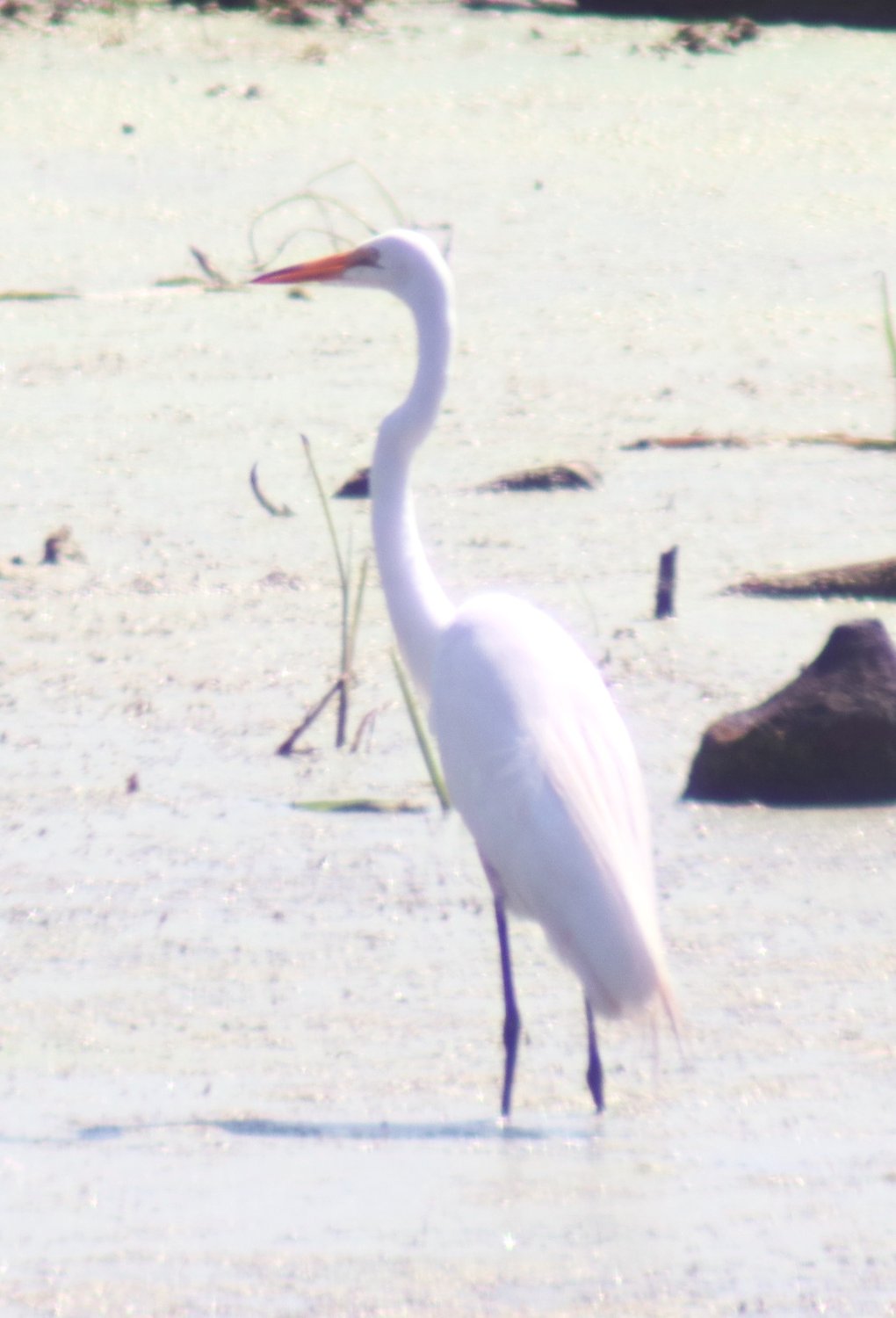 Solve White Egret jigsaw puzzle online with 96 pieces
