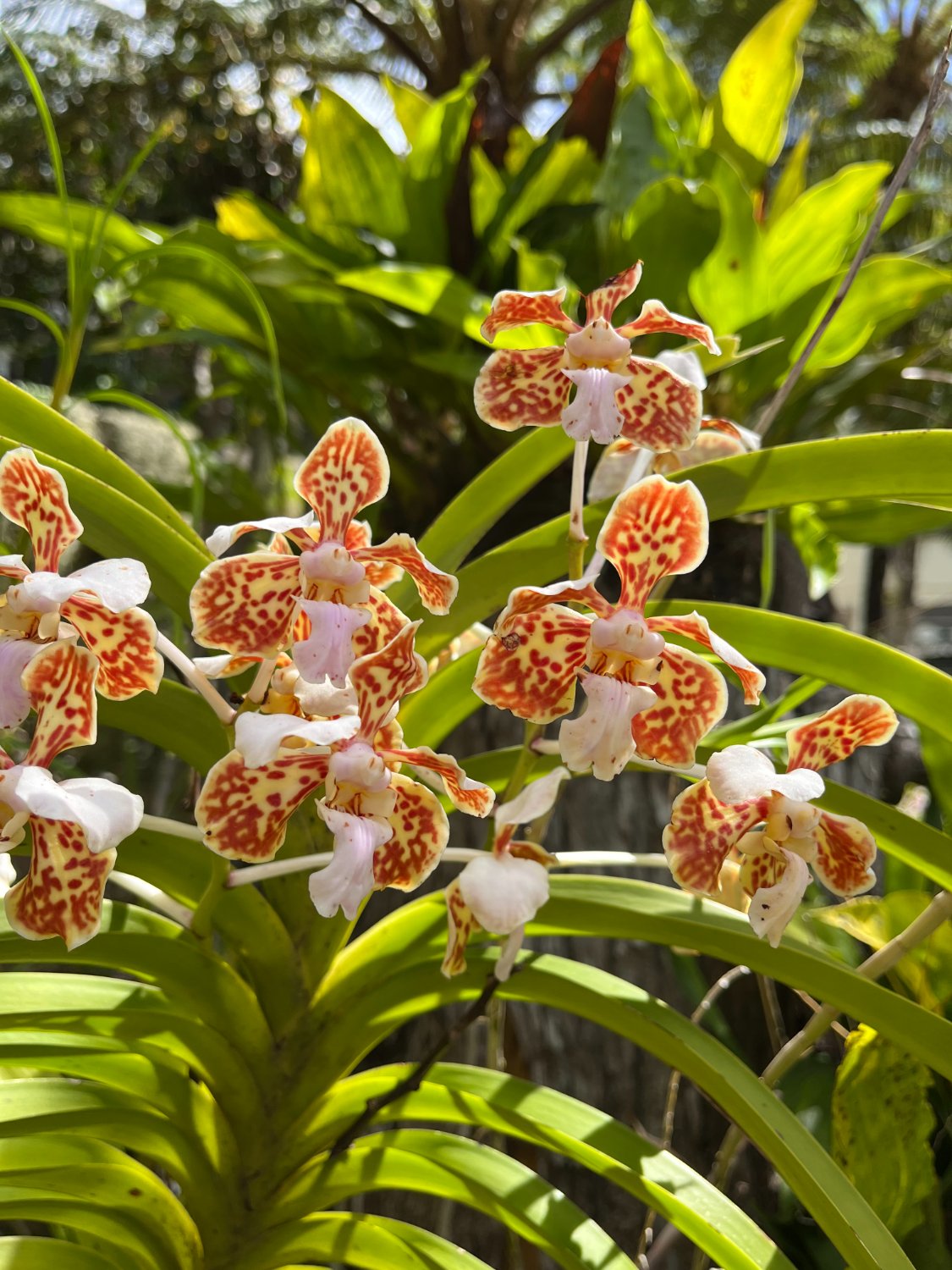 Solve Orchid jigsaw puzzle online with 99 pieces