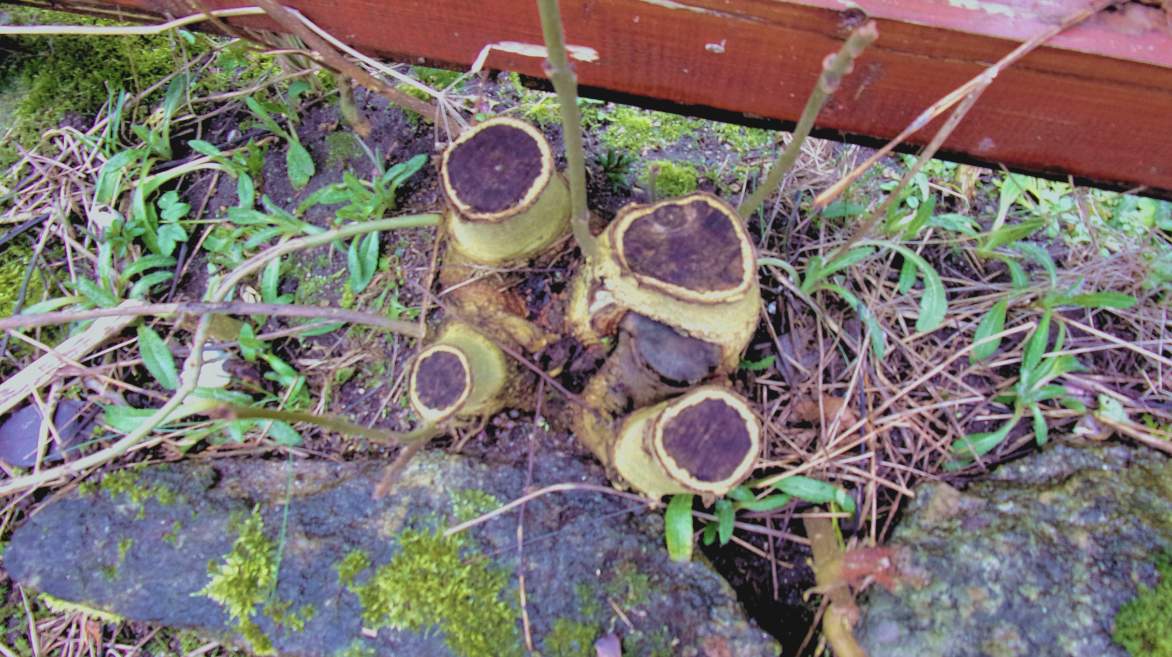 Jigsaw Puzzle | Na svatého Řehoře sadař stromy ořezává, kabát přitom ...