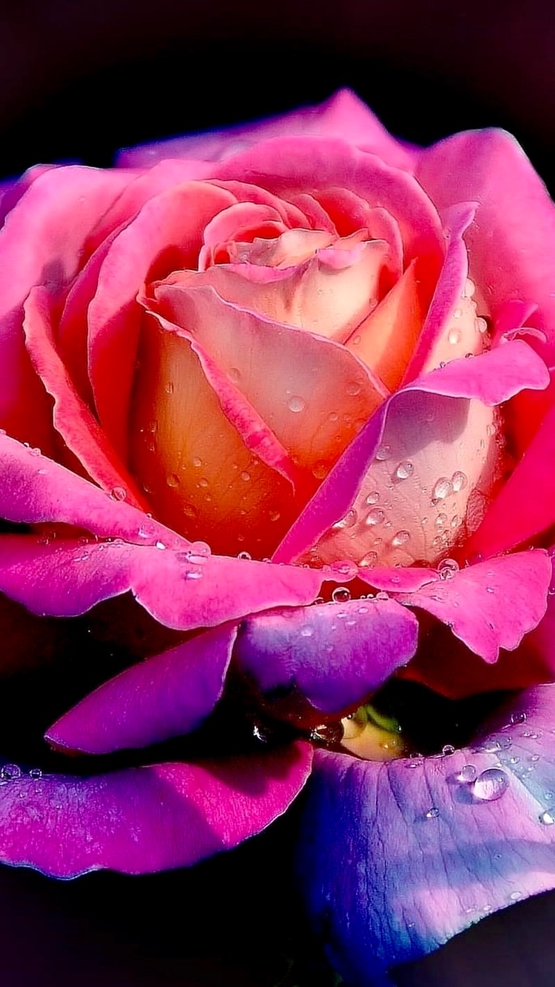 Solve A Beautiful Rose jigsaw puzzle online with 66 pieces
