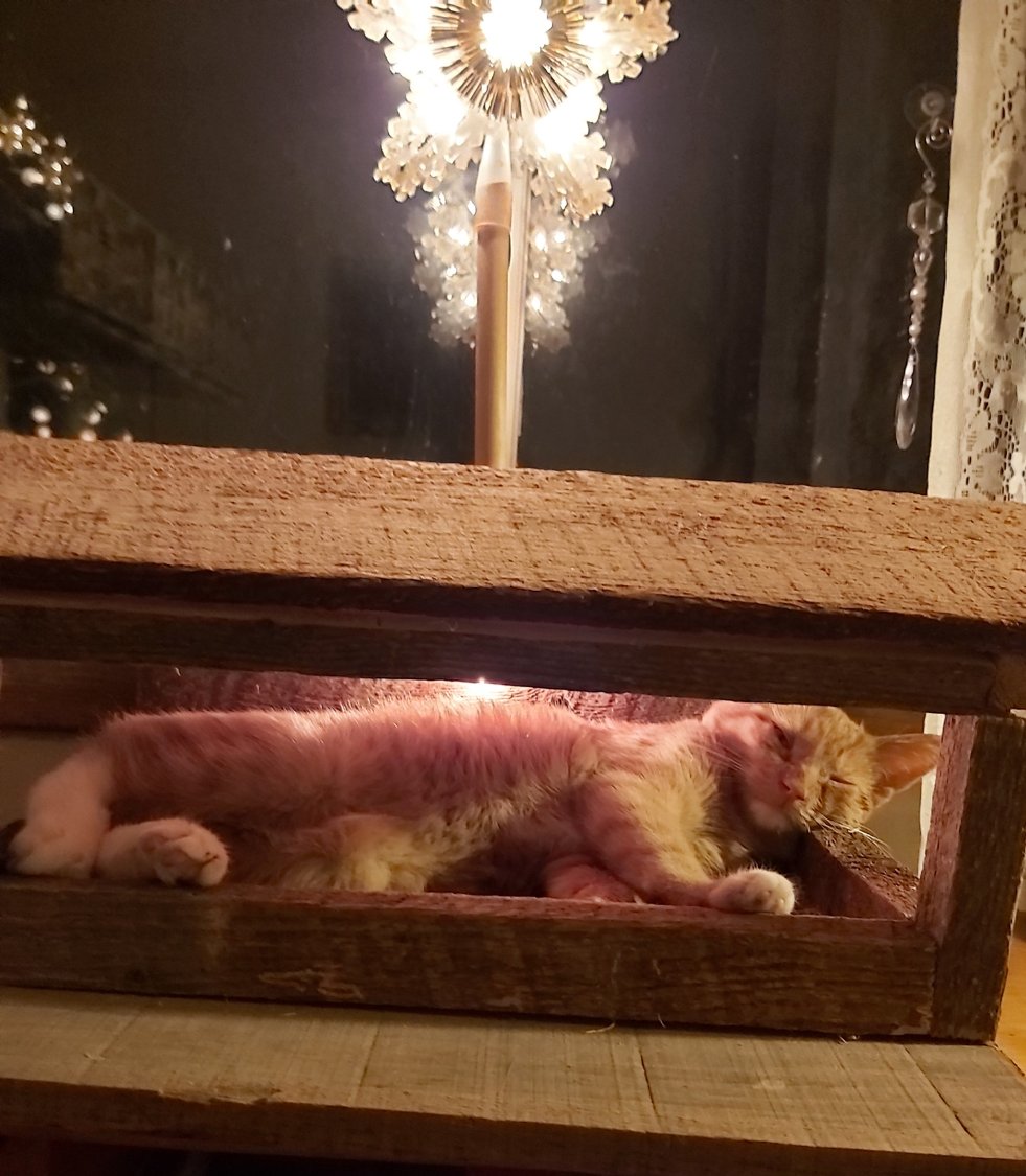 Solve Mango in the manger 2021 jigsaw puzzle online with 9 pieces