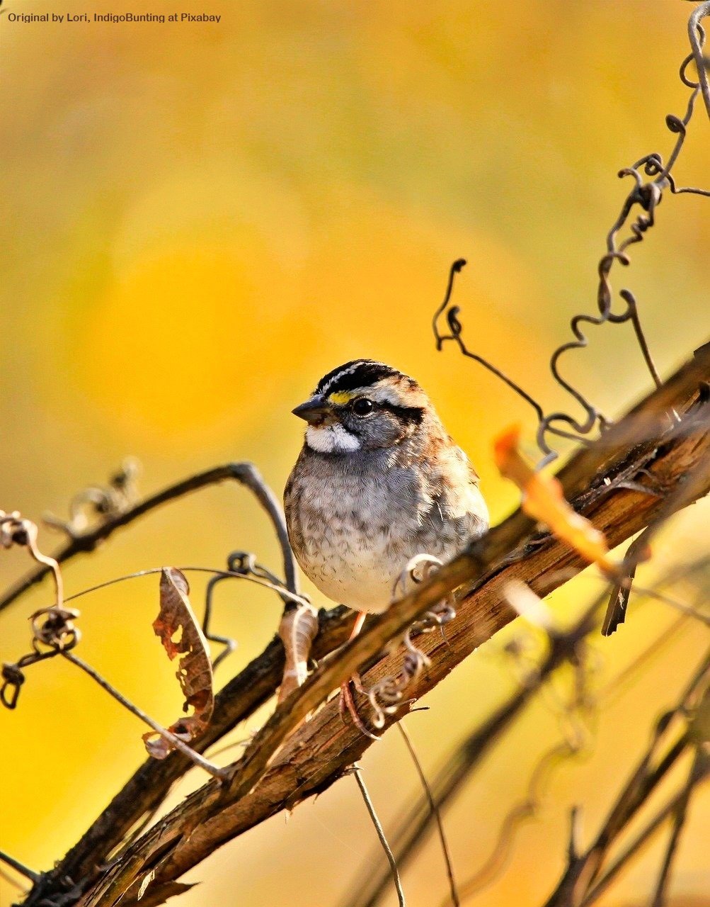 Solve White throated sparrow 🌾 jigsaw puzzle online with 48 pieces