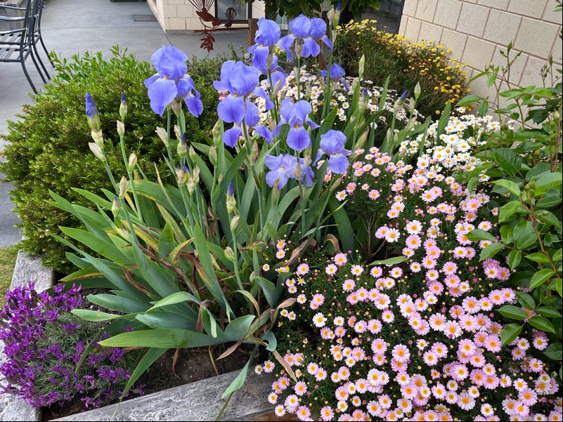 Jigsaw Puzzle | 12 pieces | Enjoying our garden (2] | Jigidi