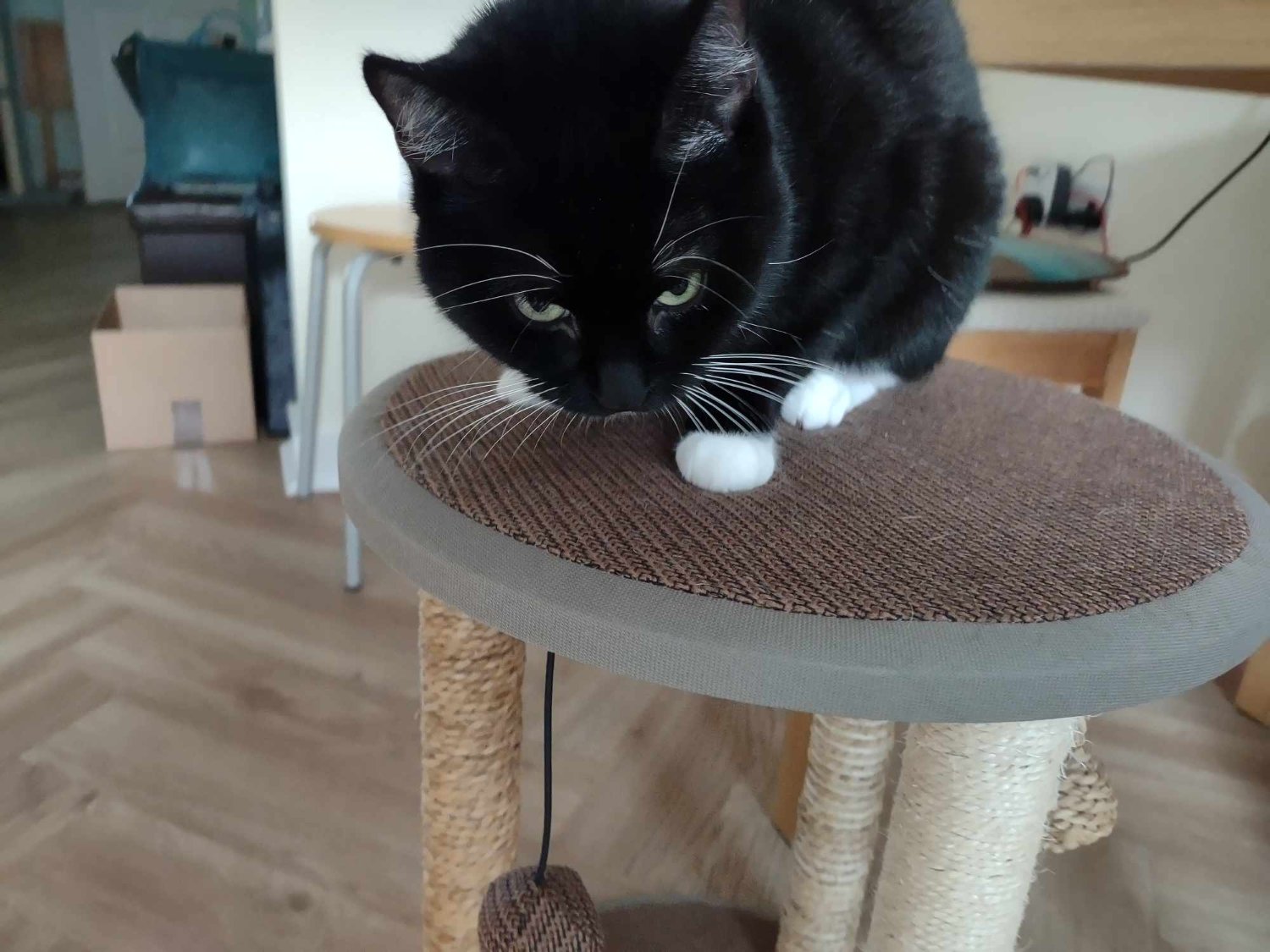 Solve Roxie 379 - Top of the stool jigsaw puzzle online with 12 pieces