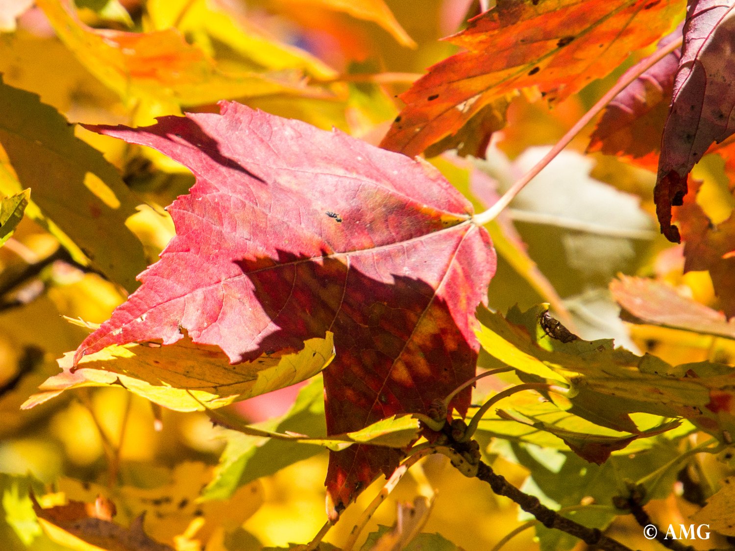 Solve Maple Leaf jigsaw puzzle online with 12 pieces