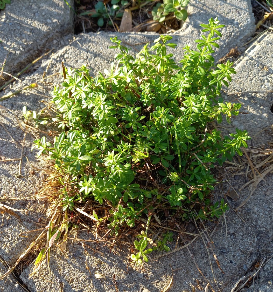 Solve Urban Biodiversity jigsaw puzzle online with 25 pieces