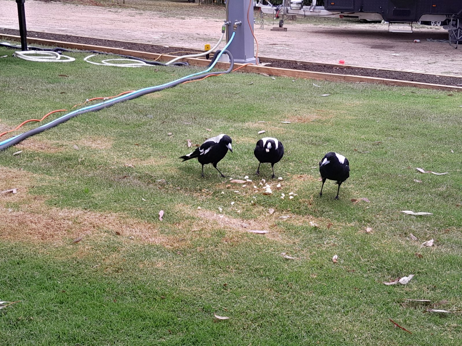 Jigsaw Puzzle | 3 magpies at our campsite | 48 pieces | Jigidi
