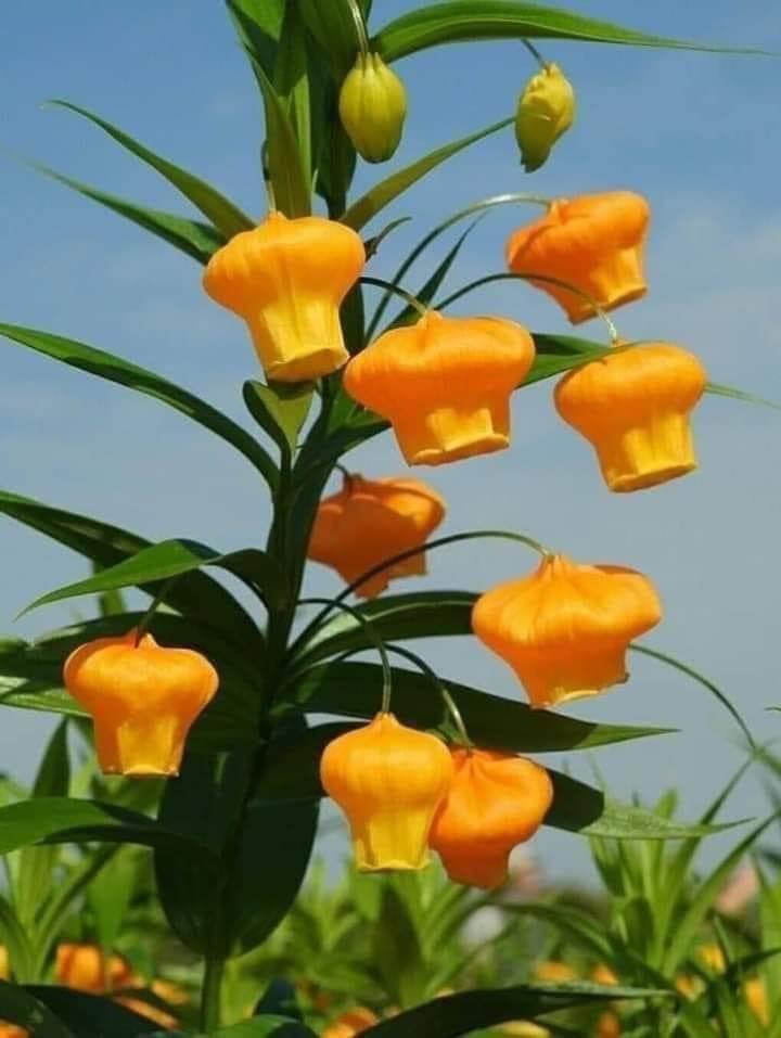 Solve Cute flower bells jigsaw puzzle online with 12 pieces