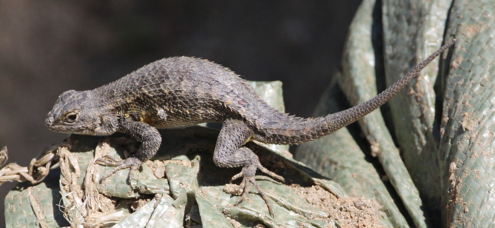 Solve Western Fence Lizard, aka Blue Belly Lizard, Discovery Lake, San ...