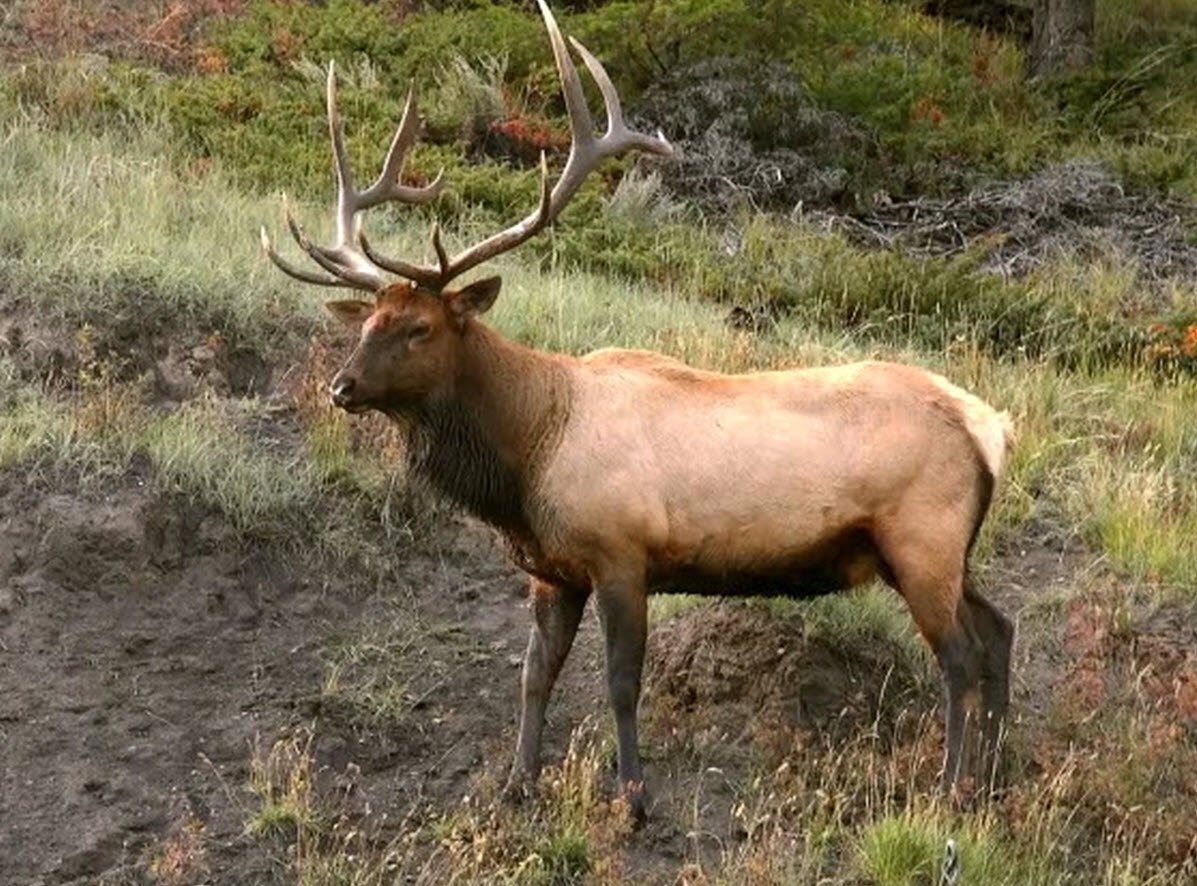 Solve Elk jigsaw puzzle online with 63 pieces