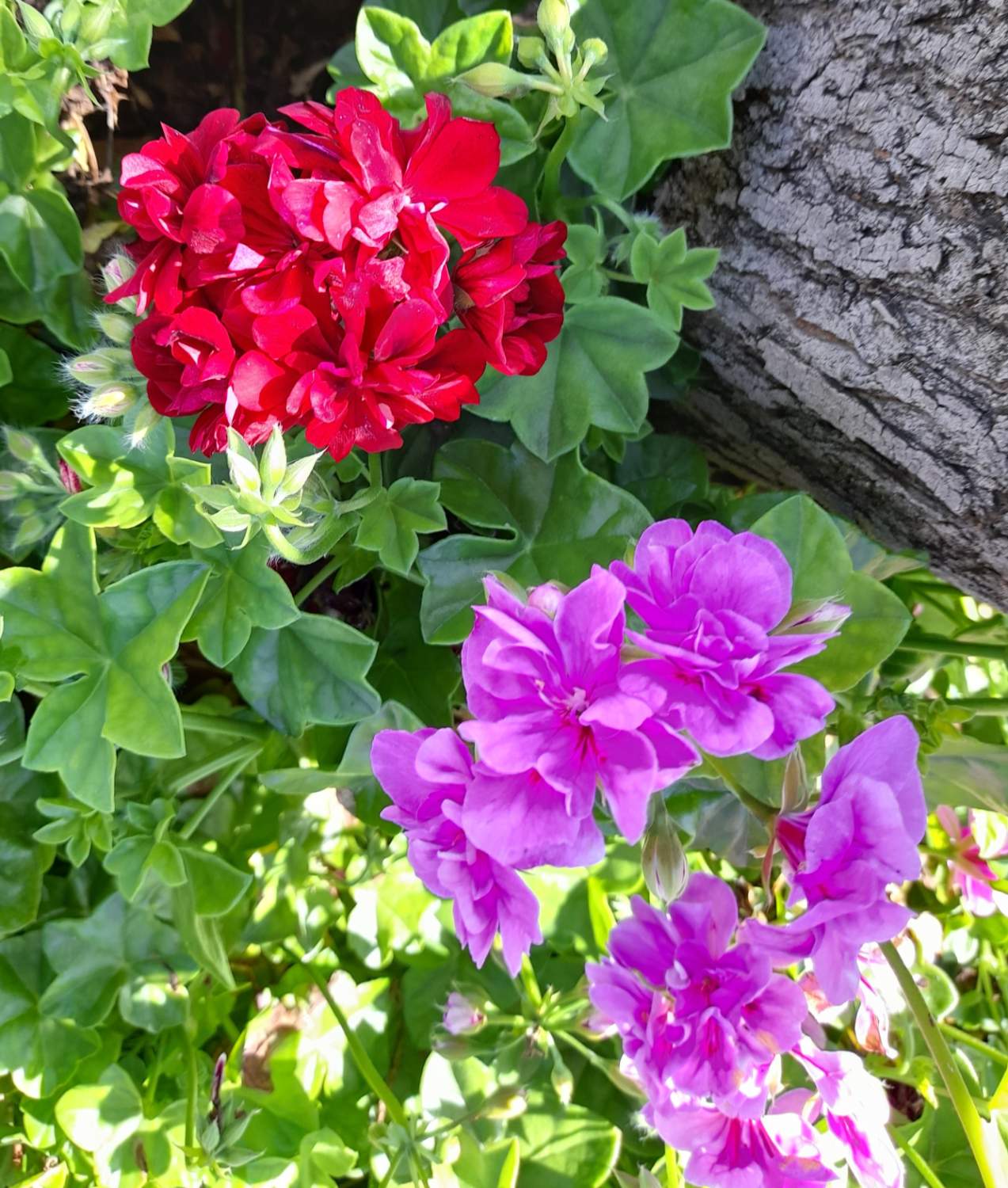 Solve Geraniums jigsaw puzzle online with 154 pieces