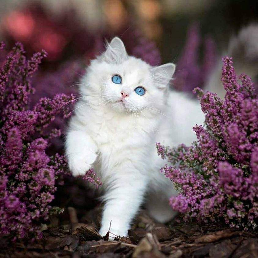 Solve Hello, Blue Eyes :) jigsaw puzzle online with 64 pieces