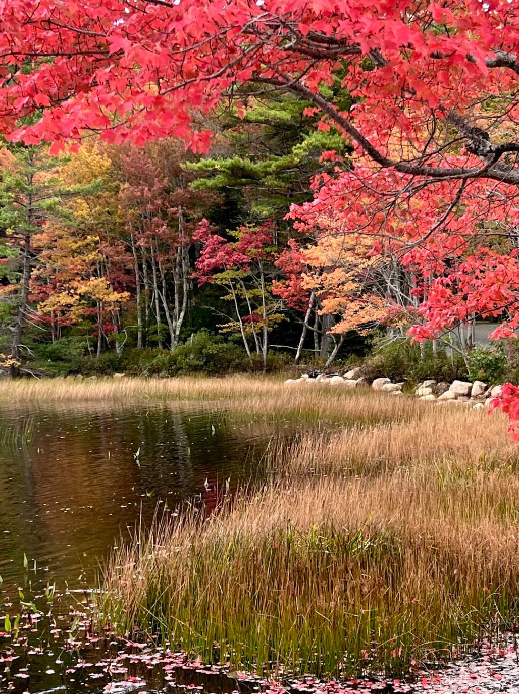 Solve Maine Arcadia jigsaw puzzle online with 88 pieces