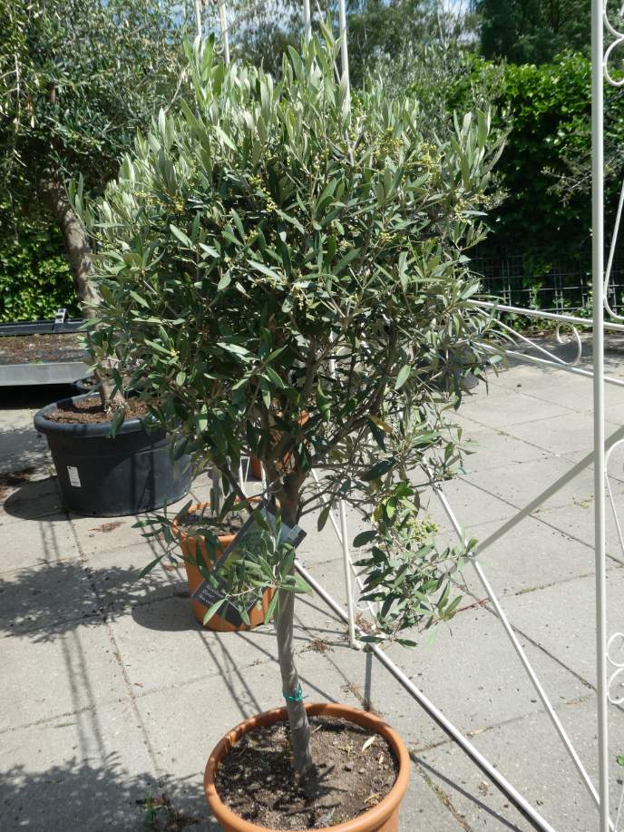 Solve Series: Plants/flowers at a greenery. A young olive tree, already ...