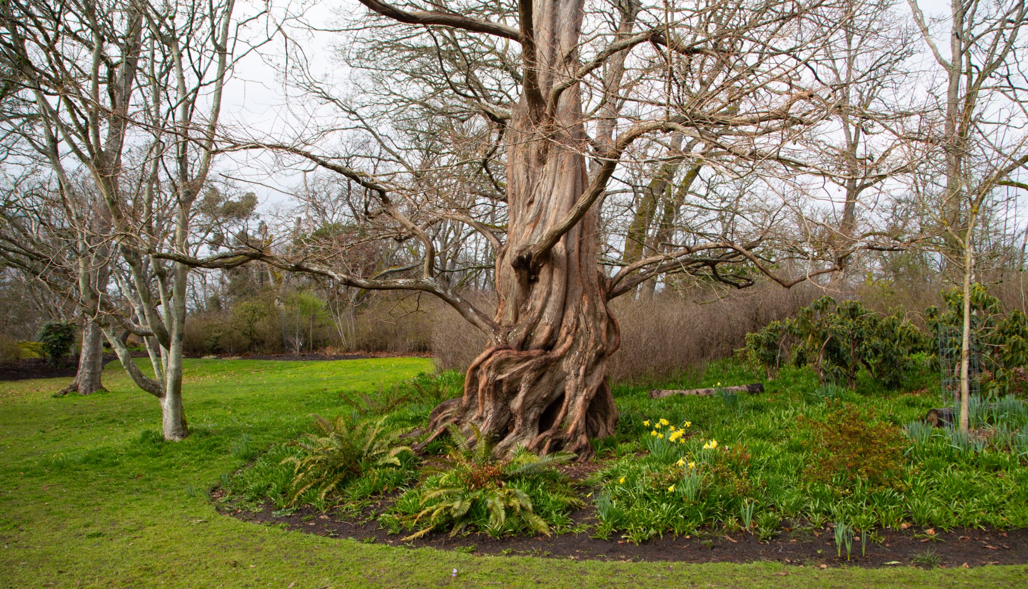 Solve A very old but still alive tree in Beacon Hill Park in Victoria ...