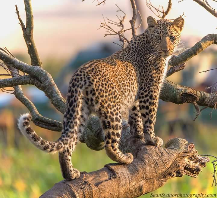 Solve Jaguar jigsaw puzzle online with 132 pieces