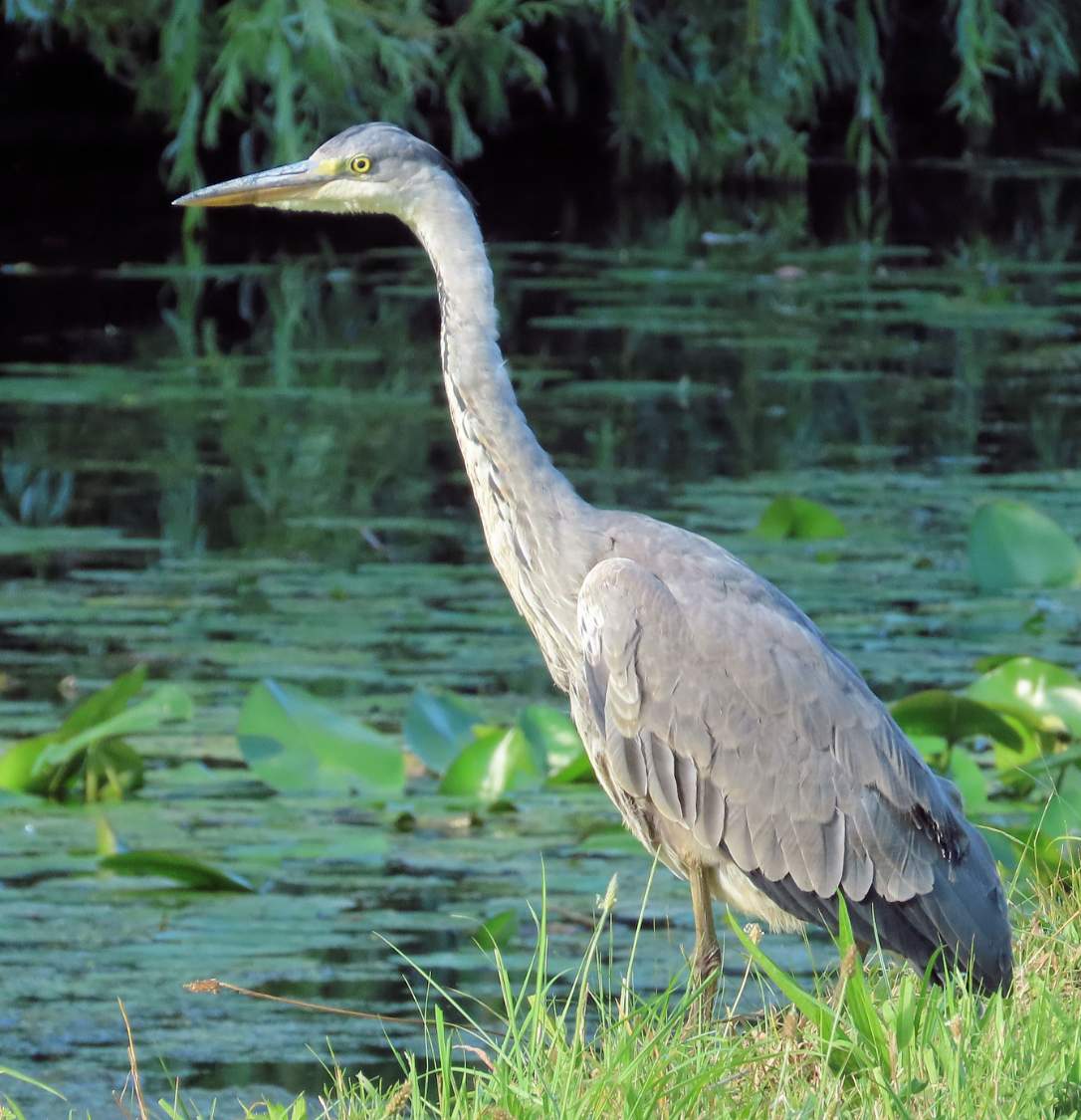 Solve young great blue heron at the water's edge (jonge blauwe reiger ...