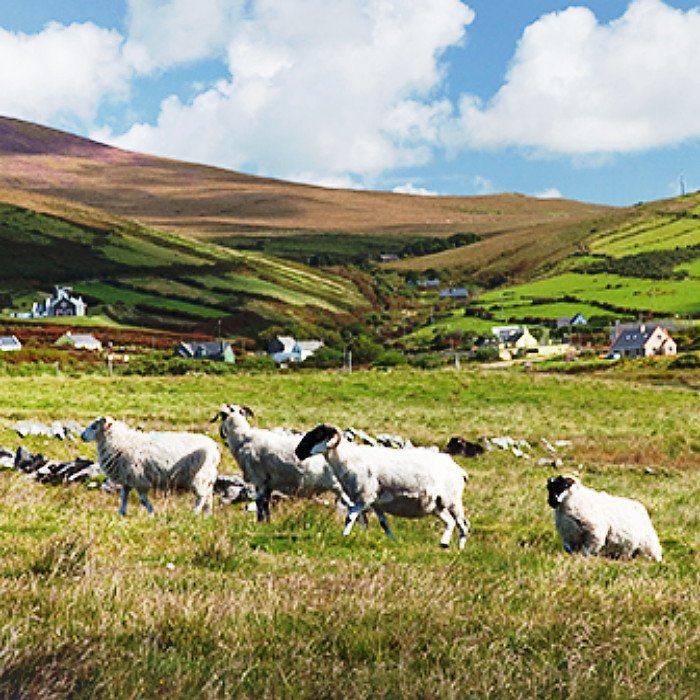 Solve sheep dingle peninsula Ireland jigsaw puzzle online with 25 pieces