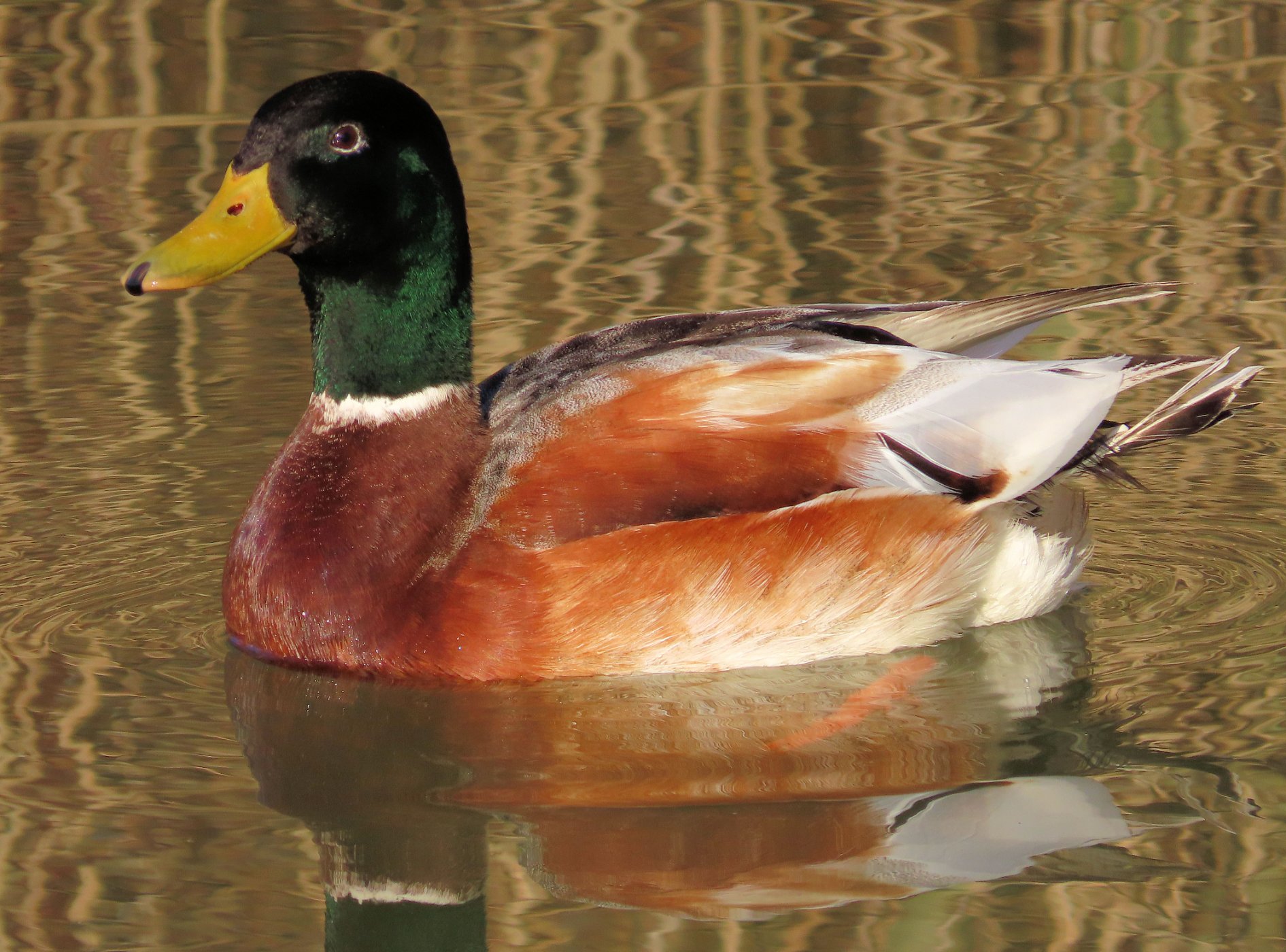 Solve Alfred! jigsaw puzzle online with 70 pieces