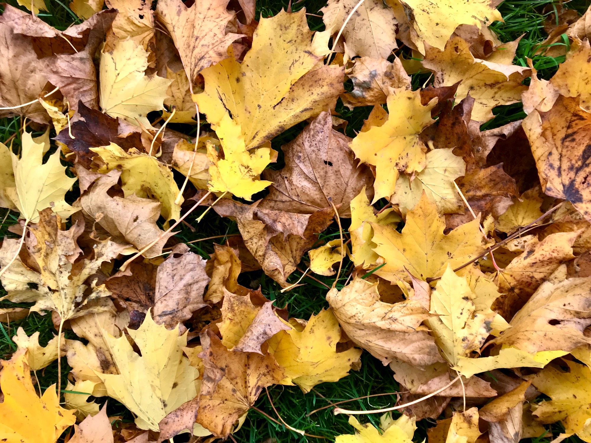 Solve Field Maple Leaf Challenge jigsaw puzzle online with 99 pieces