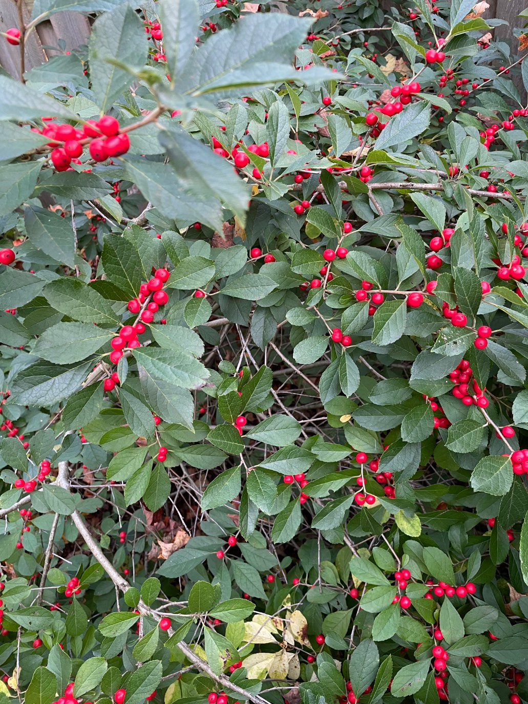 Solve Deciduous holly jigsaw puzzle online with 88 pieces