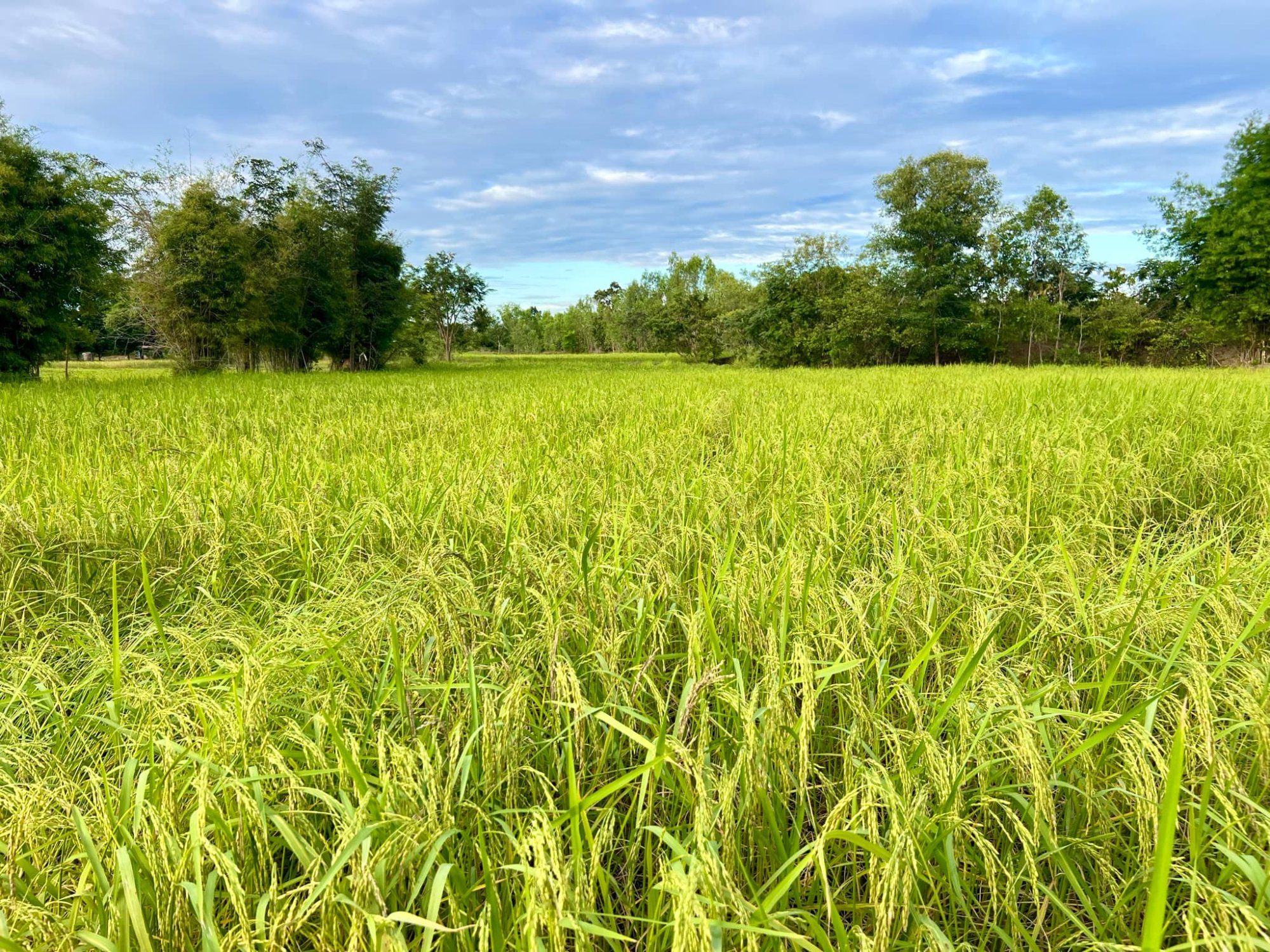 Solve Rice field in Thailand jigsaw puzzle online with 80 pieces