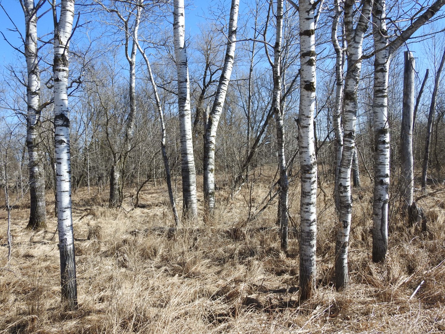 Solve at the wetlands jigsaw puzzle online with 12 pieces