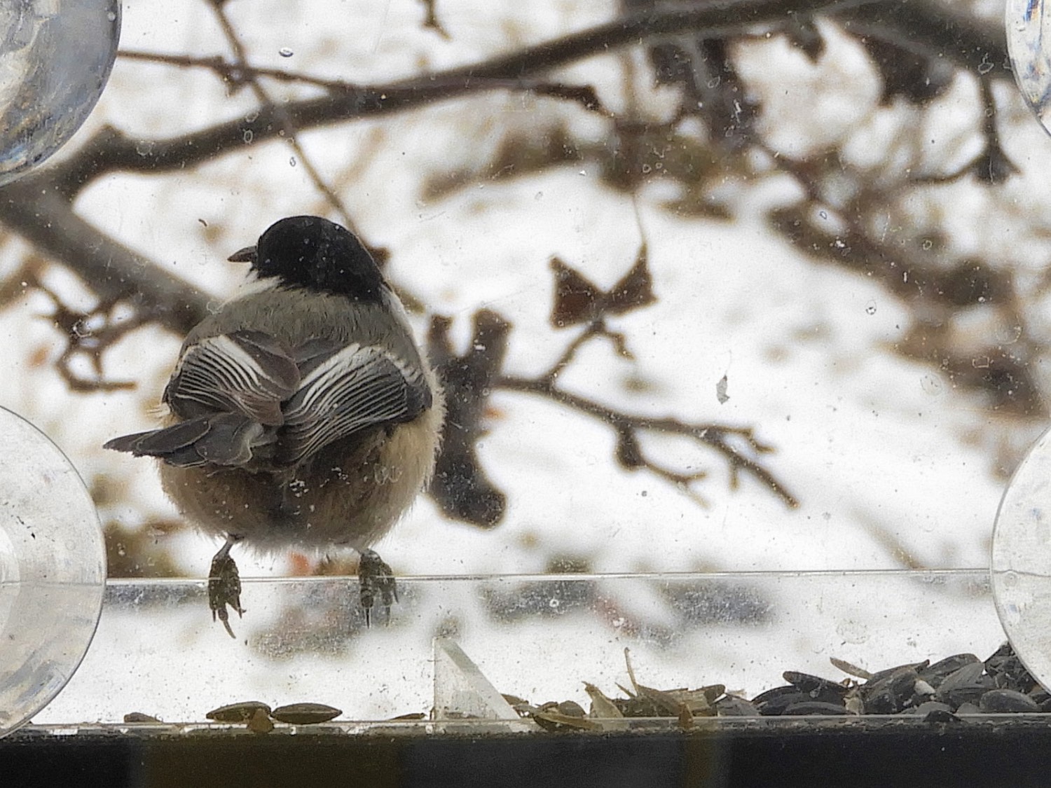Solve Chickadee on our window feeder jigsaw puzzle online with 20 pieces