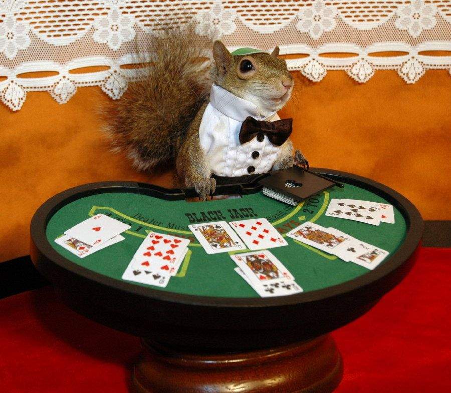 Solve Casino Squirrel jigsaw puzzle online with 20 pieces