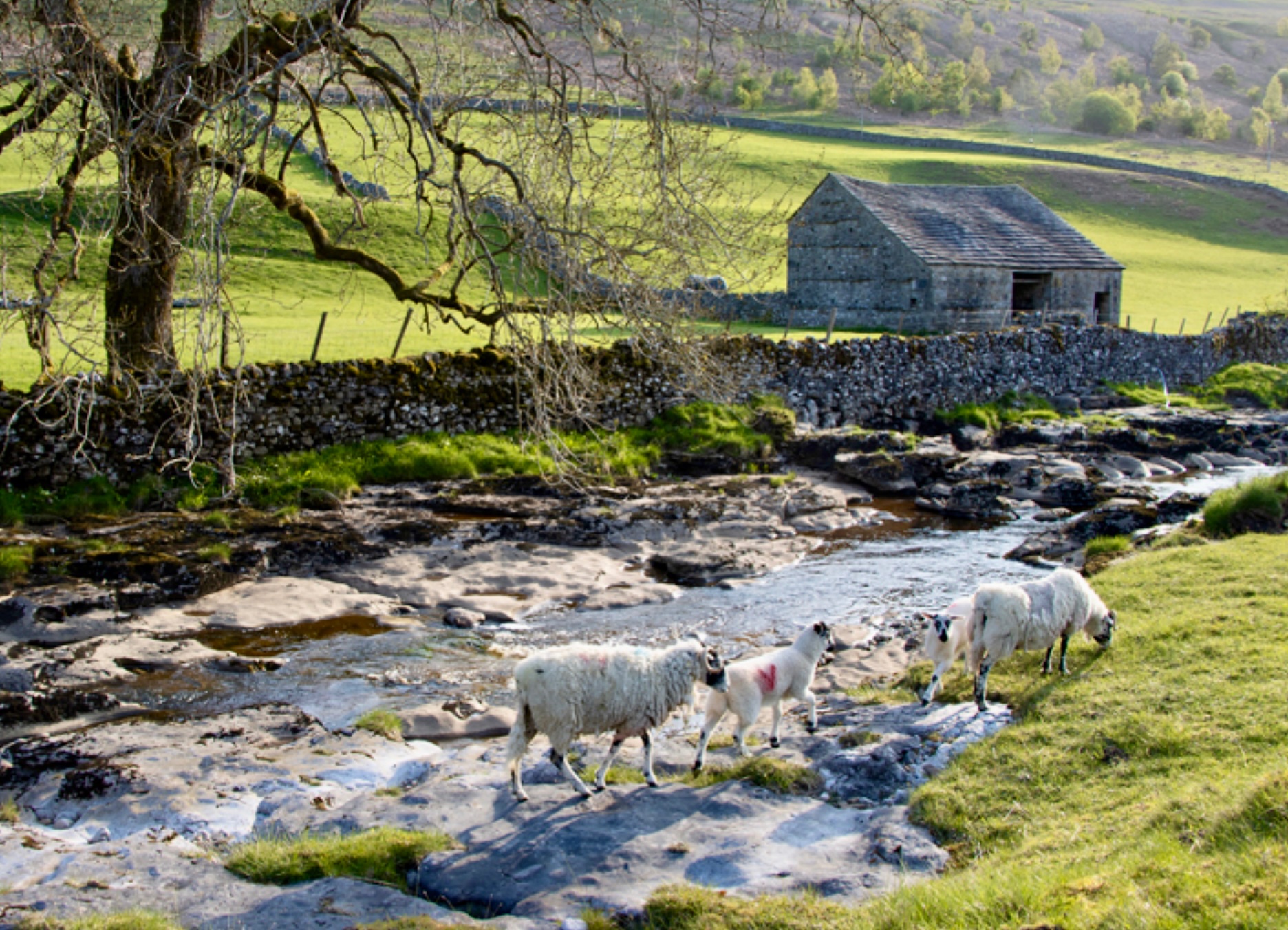 Solve Another Stone Barn, a Beck and some Wooly Friends. jigsaw puzzle ...
