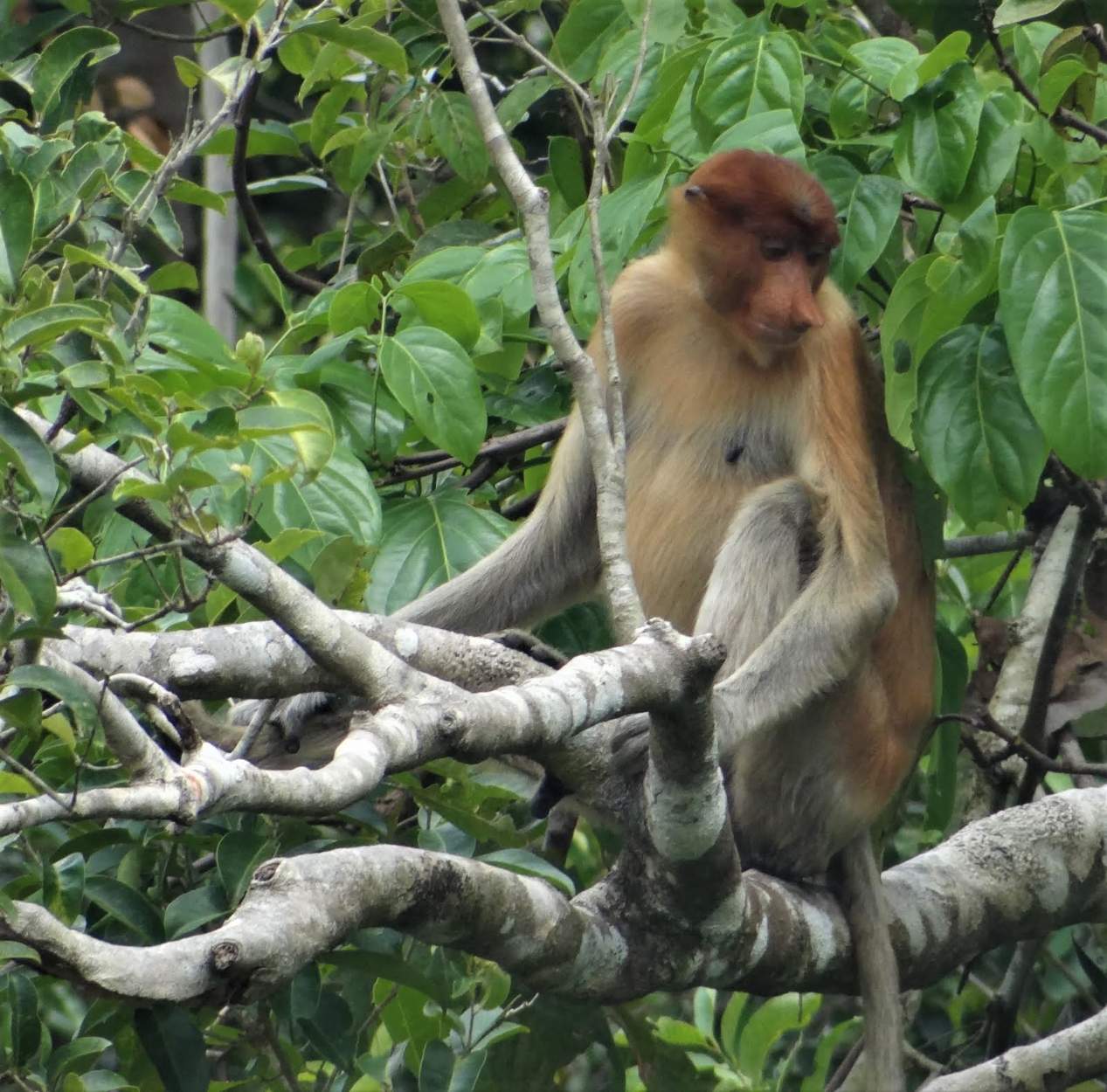 Solve Female Proboscis Monkey. Sunny afternoon (before the evening mist ...