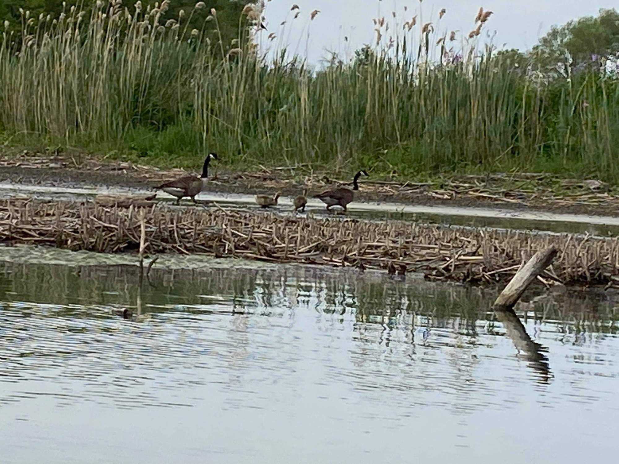 Solve Goose Family jigsaw puzzle online with 540 pieces