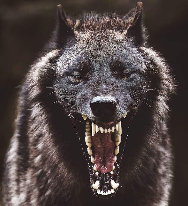 Solve A glimpse at the power in the Grey Wolf's mouth... jigsaw puzzle ...