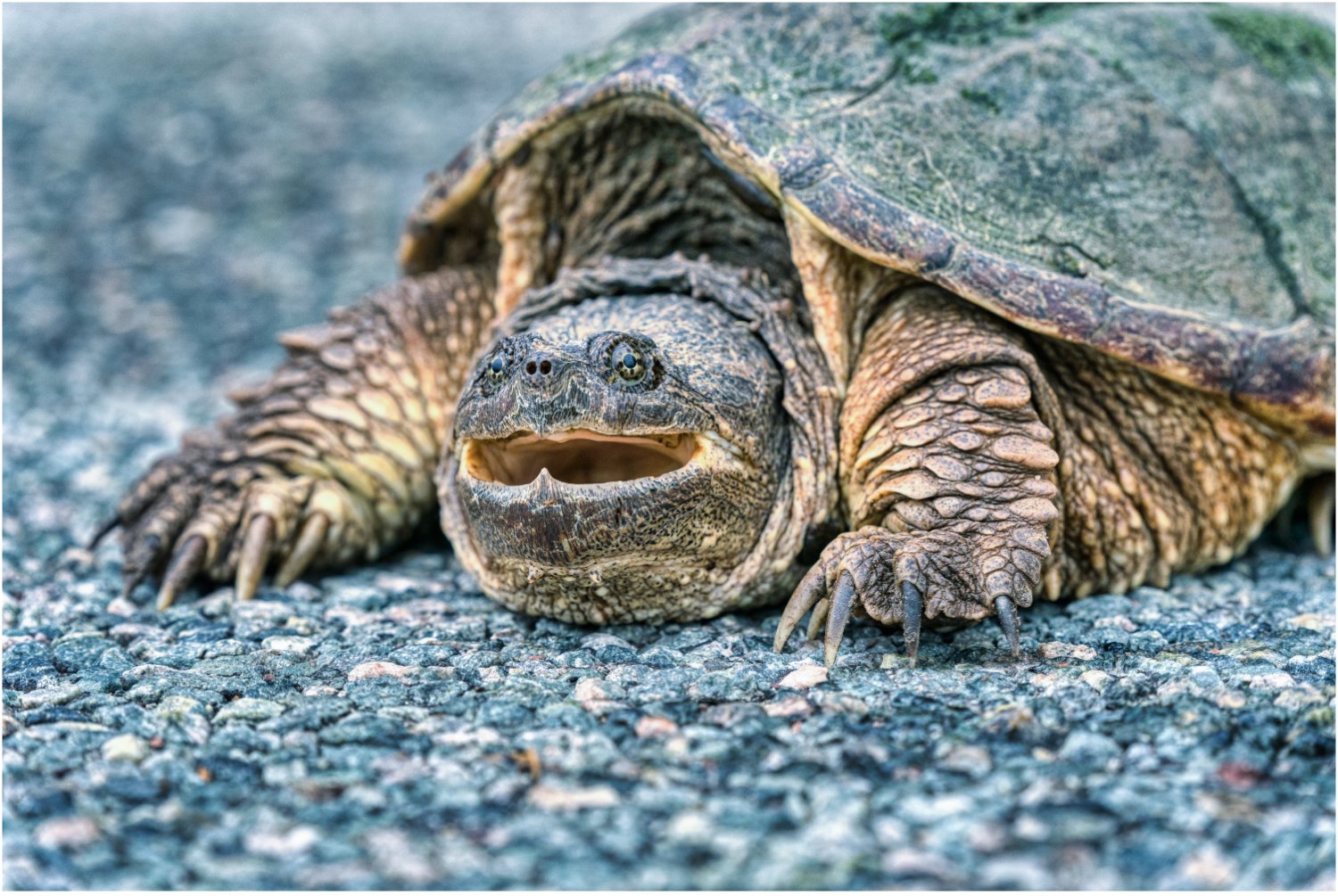 Solve Mama Turtle II jigsaw puzzle online with 12 pieces