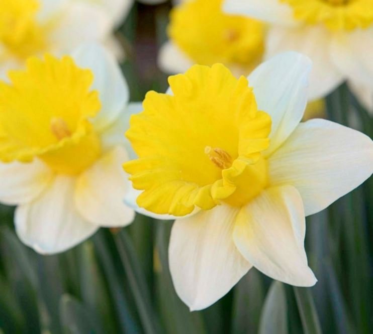 Solve "Goblet Daffodil" jigsaw puzzle online with 56 pieces
