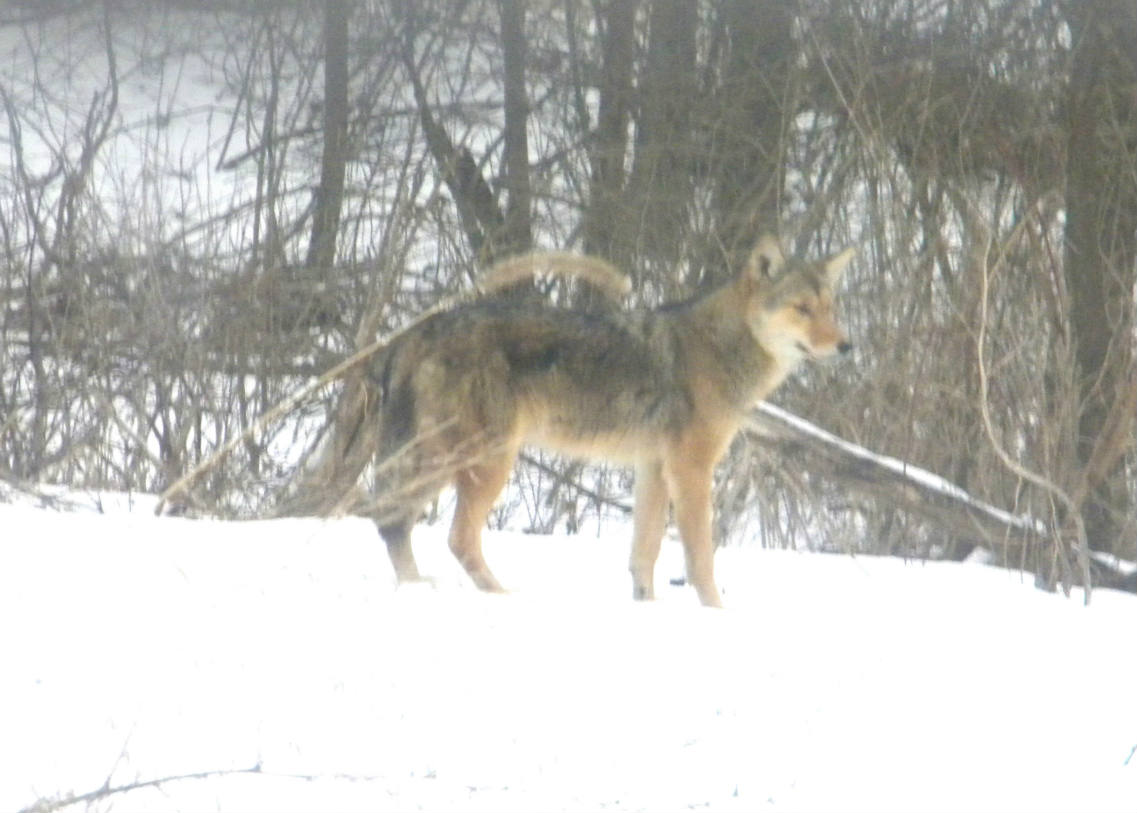 Solve Canadian Red Wolf in Vermont jigsaw puzzle online with 35 pieces