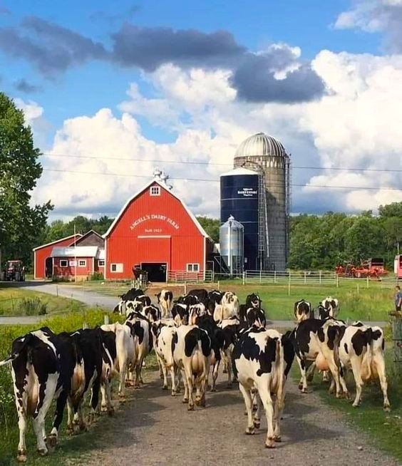 Solve Milking Time--Heading Home to the Barn..... jigsaw puzzle online ...