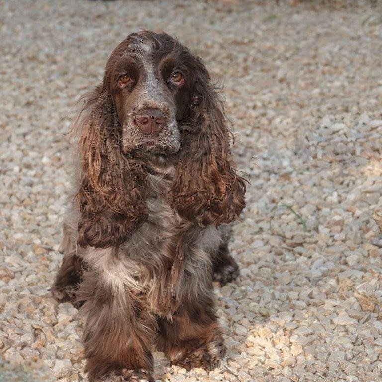 Solve Series Spain: 'Lady' Evy, the Cocker Spaniel of Yvonne and Thom ...