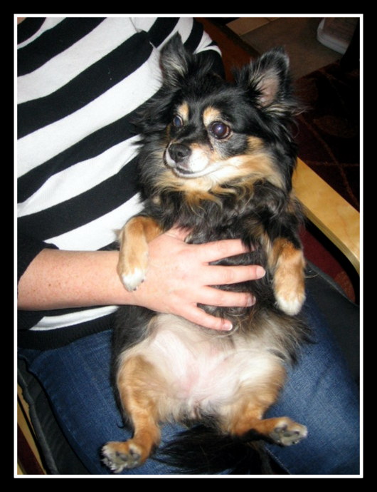 Solve Belle getting a tummy rub jigsaw puzzle online with 63 pieces