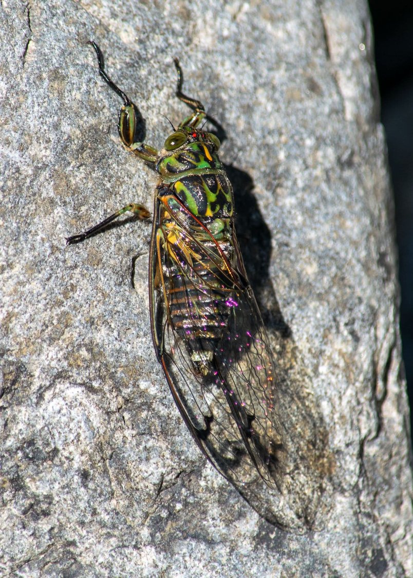 Solve Cicada, the noise maker jigsaw puzzle online with 12 pieces