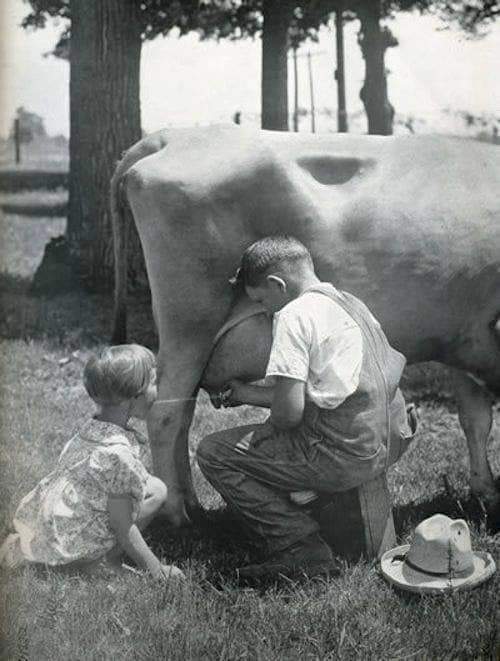 Solve Milk Jigsaw Puzzle Online With 99 Pieces solve-milk-jigsaw-puzzle-online-with-99-pieces