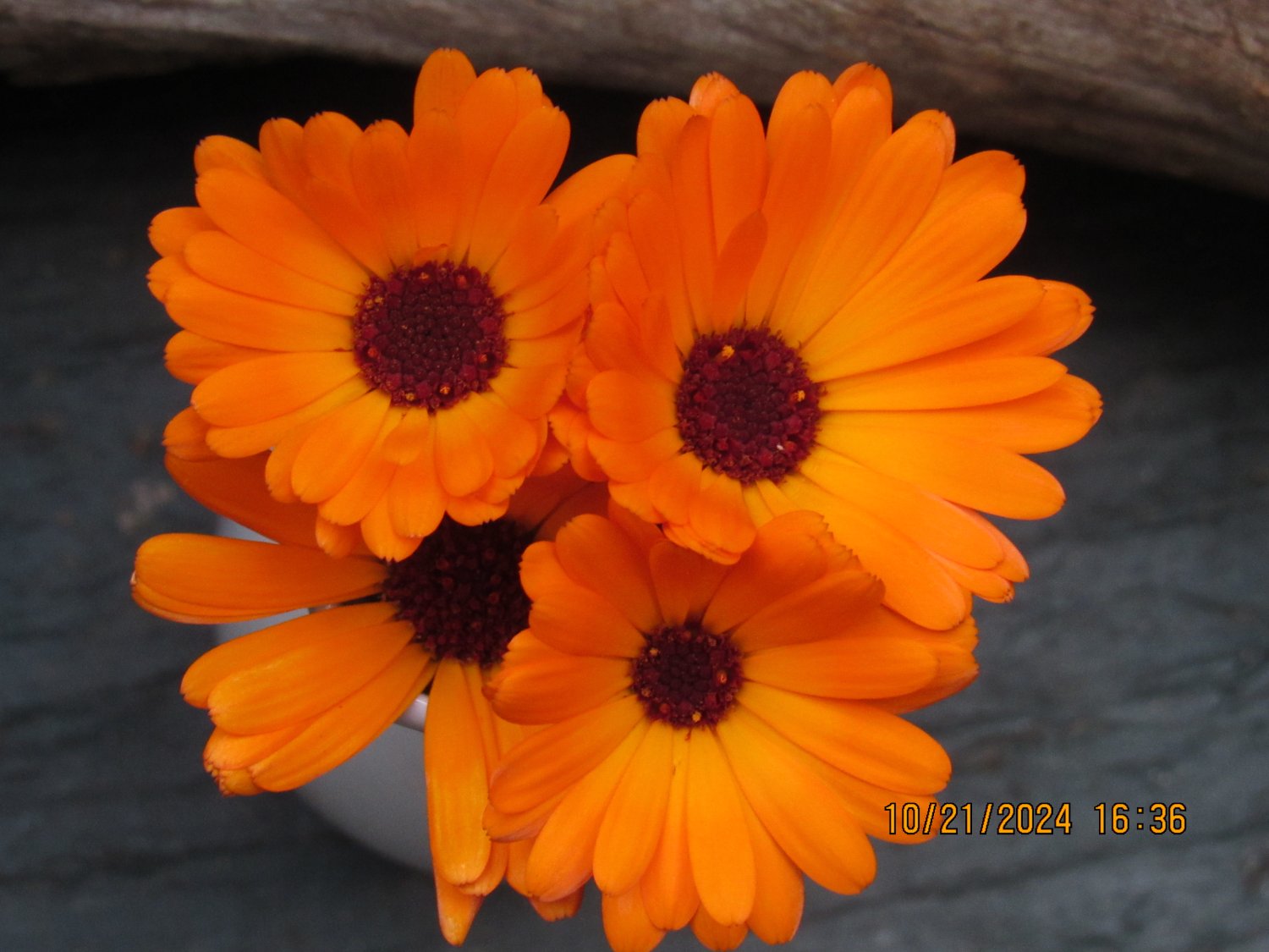 Jigsaw Puzzle | 35 pieces | Closer Calendula! | Jigidi
