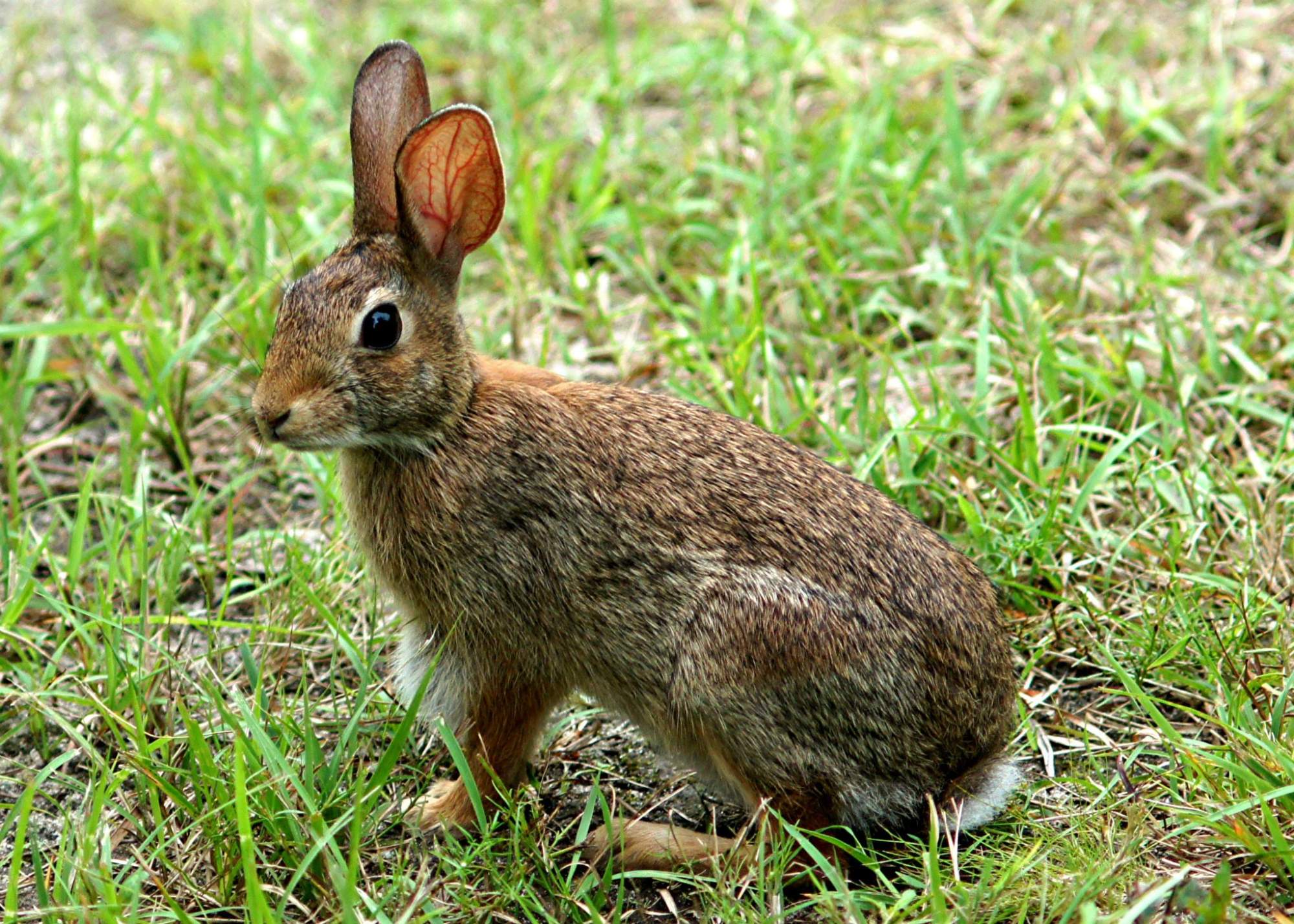 Solve Wild Rabbit in Wilmer Alabama jigsaw puzzle online with 252 pieces